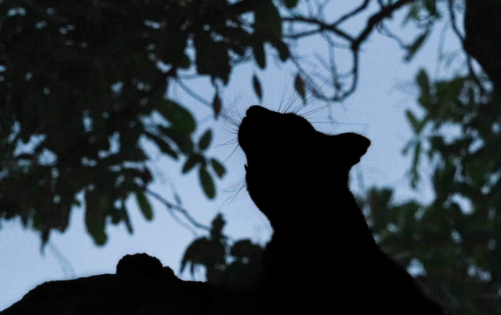Die Katze Foto & Bild | natur, katzen, tiere Bilder auf fotocommunity