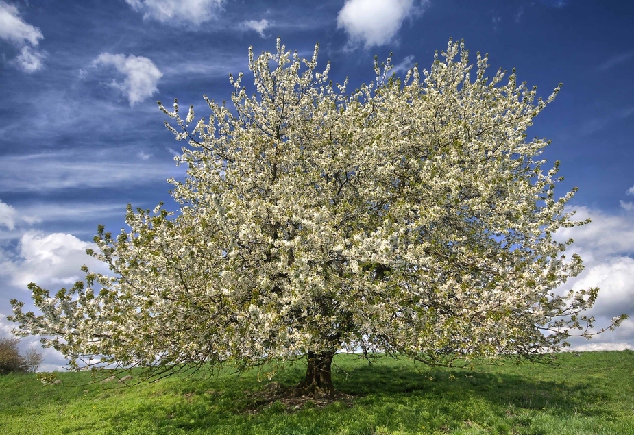Die Kirsche Foto & Bild | jahreszeiten, frühling, blüte Bilder auf ...