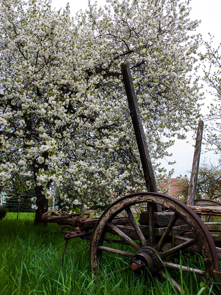 Die Kirsche blüht Foto & Bild | jahreszeiten, frühling, natur Bilder ...