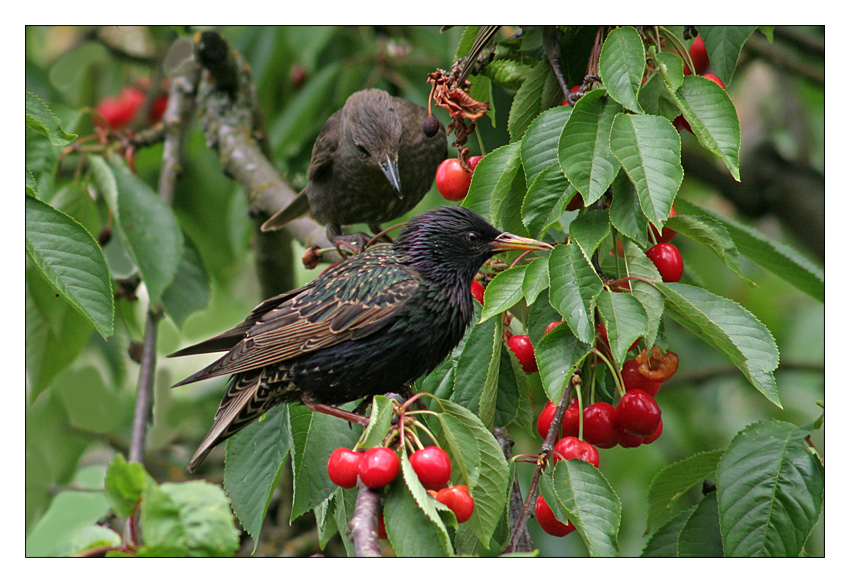 Die Kirschen.... Foto & Bild | tiere, wildlife, wild lebende vögel ...