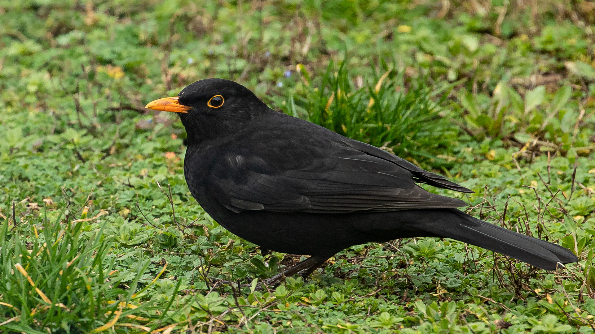 DIE KLEINE AMSEL Foto & Bild | outdoor, frühling, natur Bilder auf ...