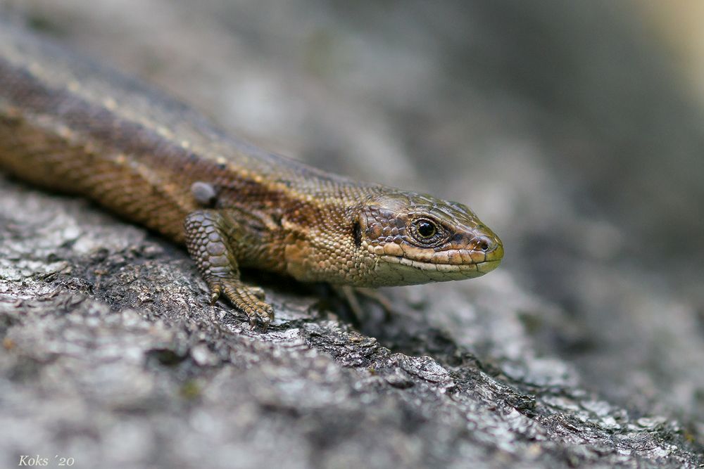 Die Kleine aus dem Wald Foto & Bild | tiere, wildlife, amphibien ...