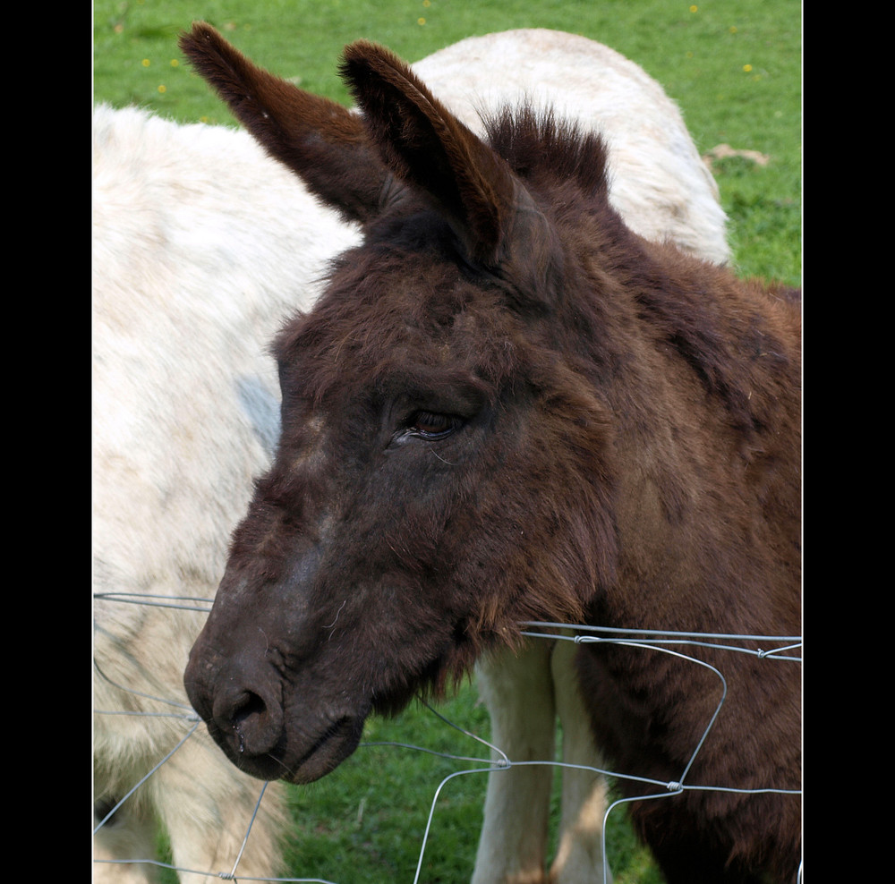 Die kleine Eselin Foto & Bild | tiere, zoo, wildpark & falknerei ...