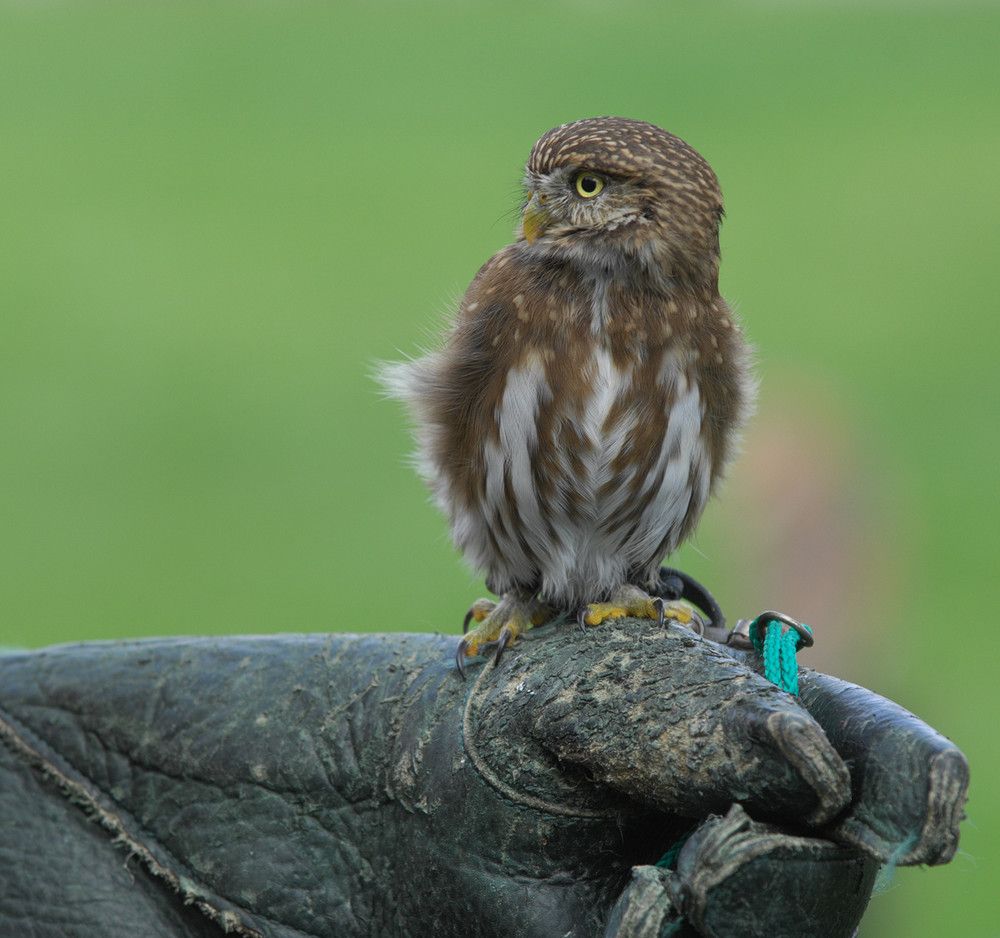 Die kleine Eule Foto & Bild | tiere, zoo, wildpark & falknerei, vögel ...