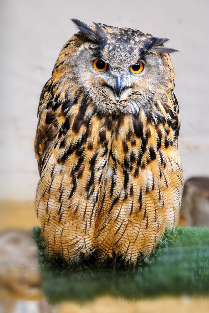 die kleine Eule Foto & Bild | tiere, zoo, wildpark & falknerei, vögel ...