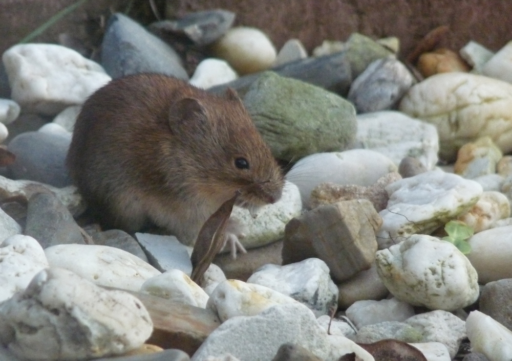 Die kleine Feldmaus Foto & Bild | tiere, wildlife, säugetiere Bilder ...