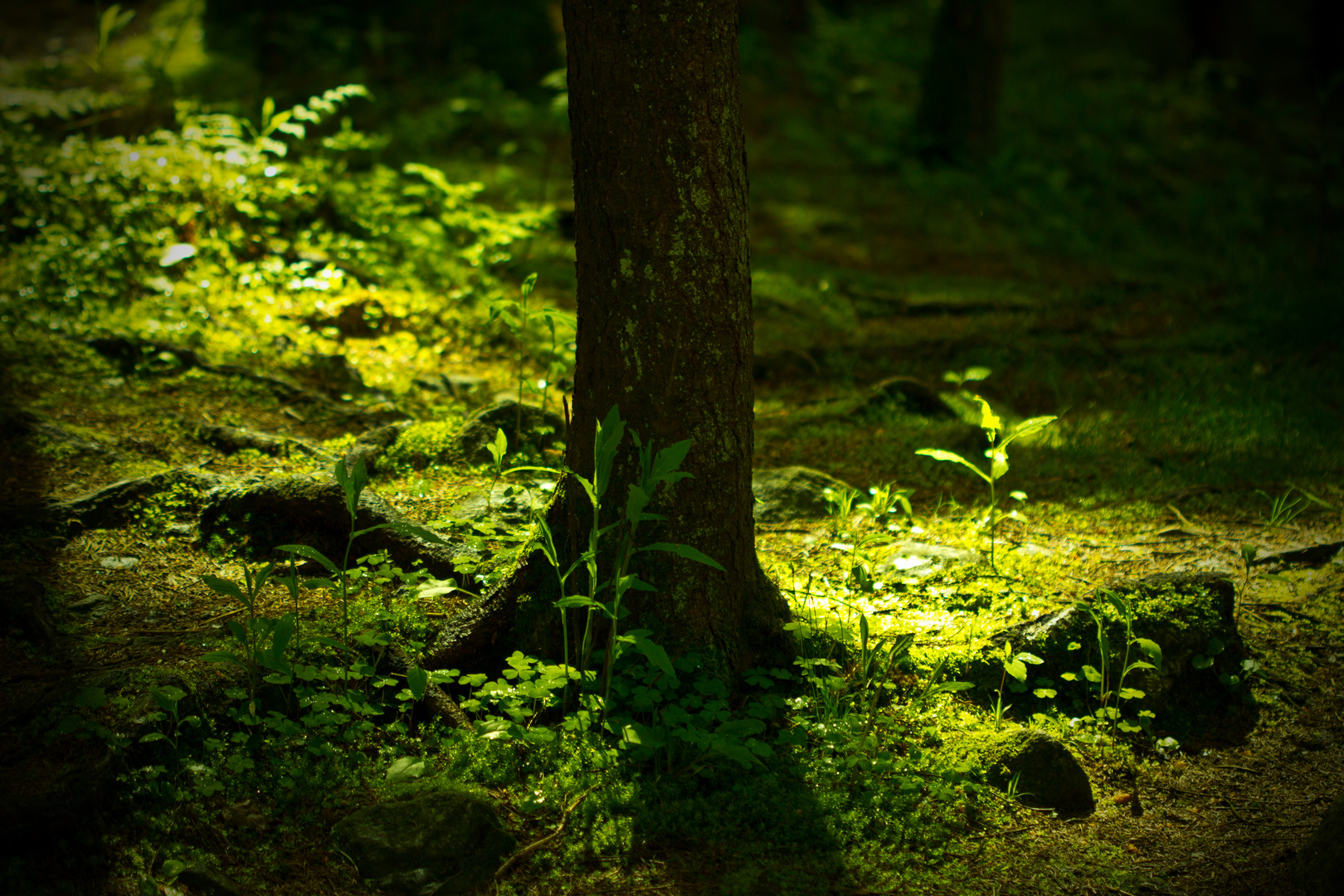 Die kleine Lichtung im Wald Foto & Bild | landschaft, wald, natur ... Die kleine Lichtung im Wald Foto & Bild | landschaft, wald, natur ...