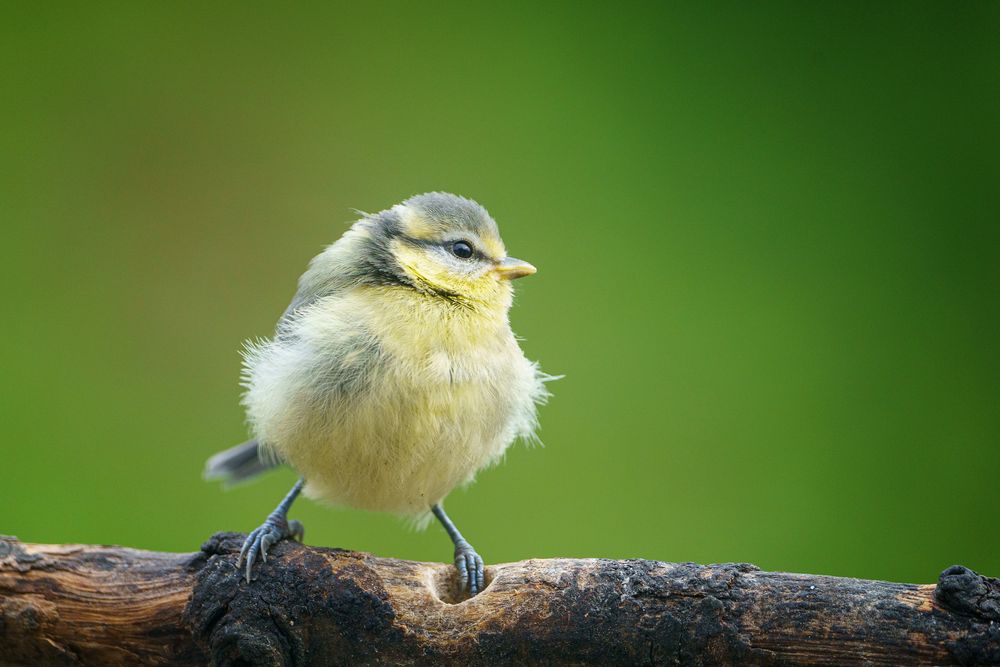 Die kleine Meise Foto & Bild | tiere, tierkinder, natur Bilder auf ...