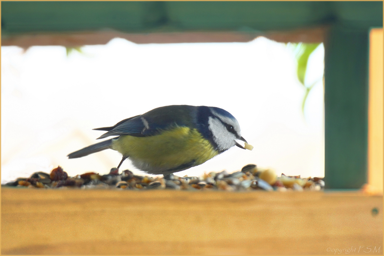 *Die kleine Meise* Foto & Bild | portraits sauvages, vögel, nature ...
