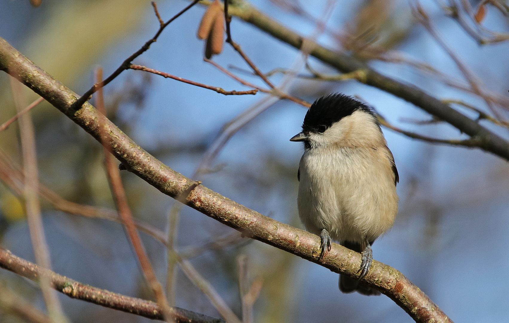 Die kleine Meise Sumpfi Foto & Bild | bäume, natur, landschaft Bilder ...