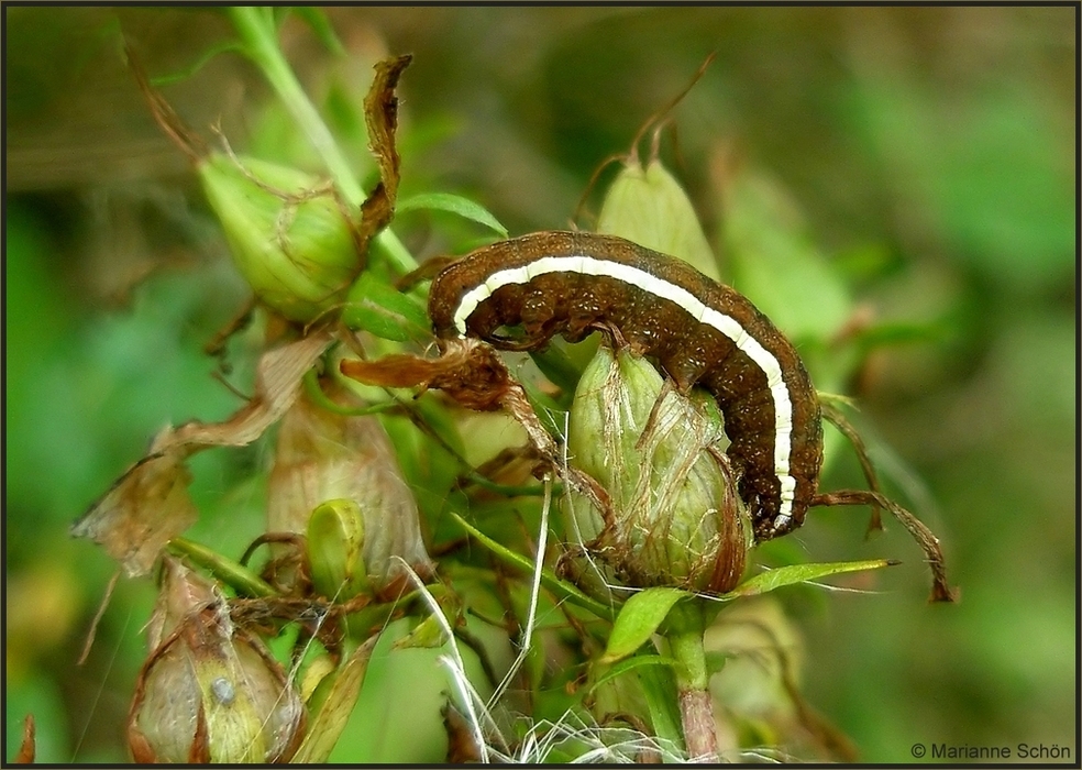Die kleine Raupe... Foto & Bild | tiere, wildlife, insekten Bilder auf ...