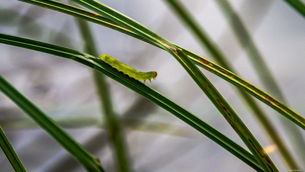 die kleine Raupe Foto & Bild | wasser, natur, herbst Bilder auf ...