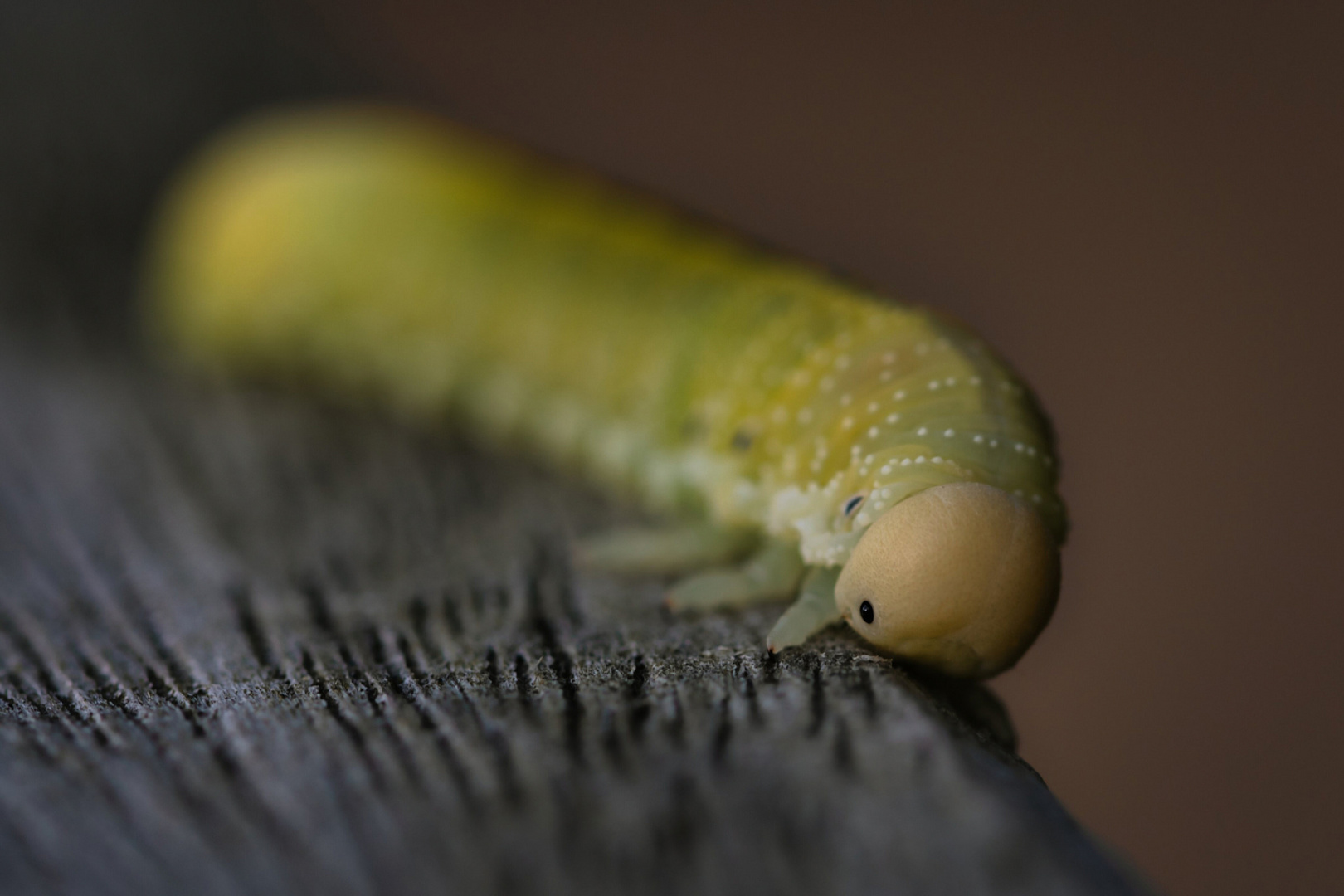 Die kleine Raupe... Foto & Bild | nah- & makro, tiere, wildlife Bilder ...