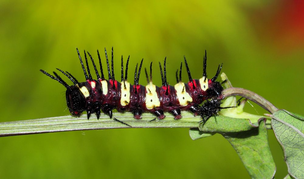 Die kleine Raupe.... Foto & Bild | natur, insekten, tiere Bilder auf ...