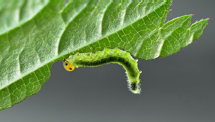 Eier und Raupen Bilder & Fotos