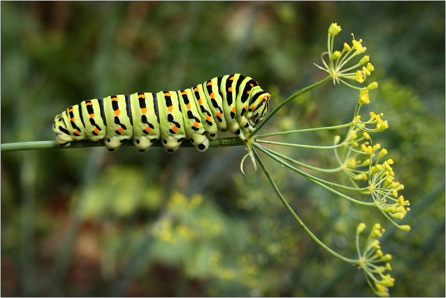 Die kleine Raupe Nimmersatt... Foto & Bild | spezial, makro, grün ...