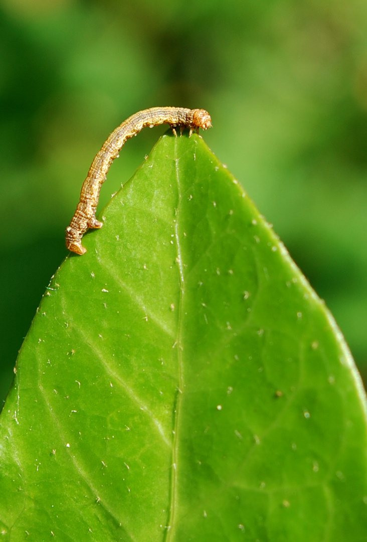 "Die kleine Raupe Nimmersatt" Foto & Bild | tiere, wildlife, insekten ...