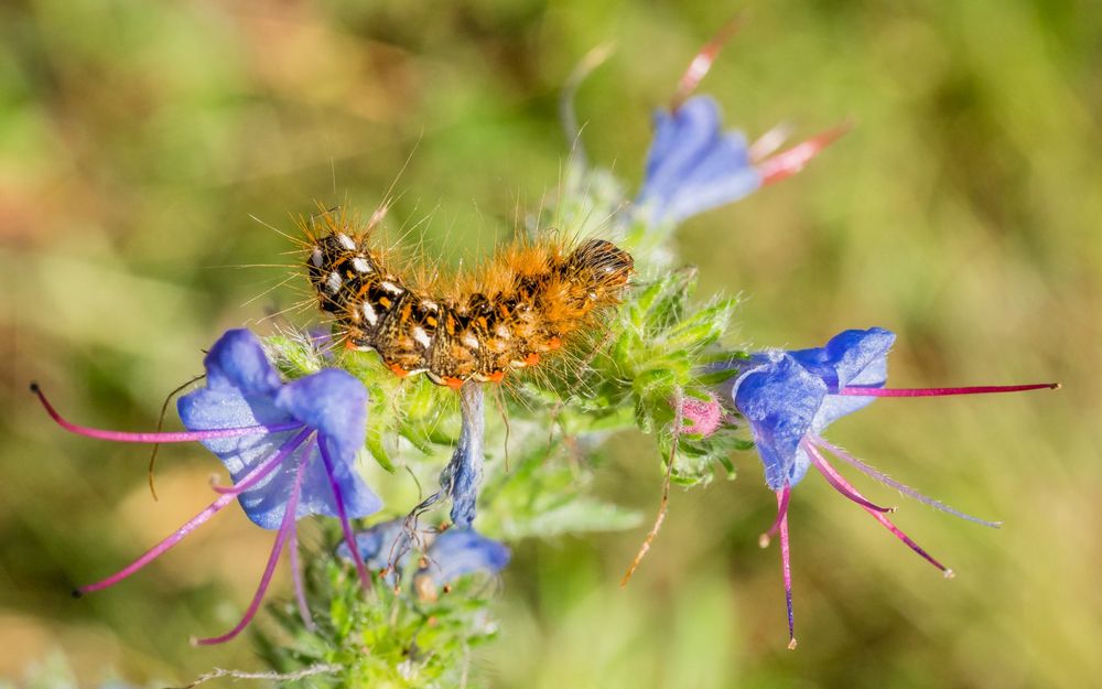 Die kleine Raupe Nimmersatt Foto & Bild | wald, natur, landschaft ...