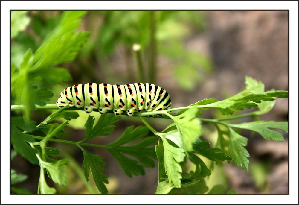 Die kleine Raupe Nimmersatt Foto & Bild | tiere, wildlife, insekten ...