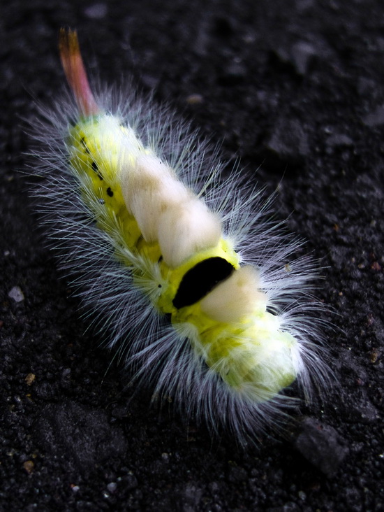 Die Kleine Raupe Nimmersatt Foto & Bild | tiere, wildlife, insekten ...