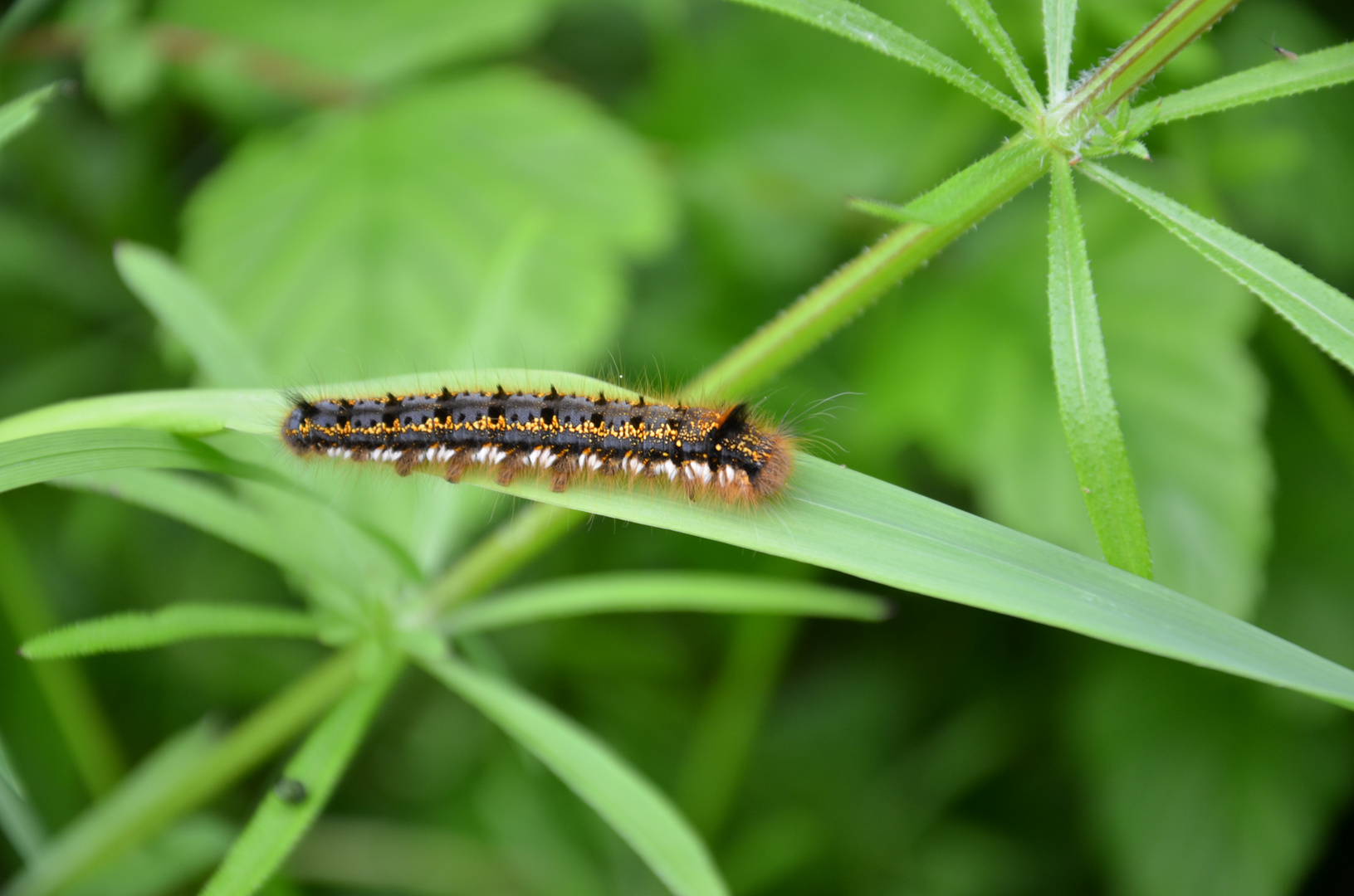 die kleine Raupe Nimmersatt :-) Foto & Bild | tiere, wildlife, insekten ...