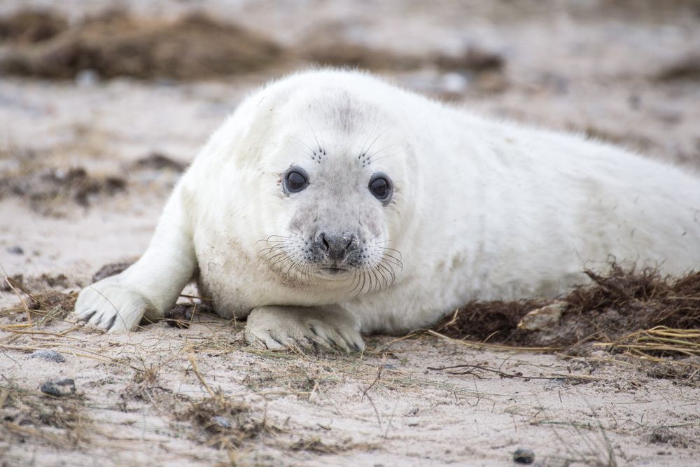 Die kleine Robbe Foto & Bild | tiere, wildlife, säugetiere Bilder auf ...