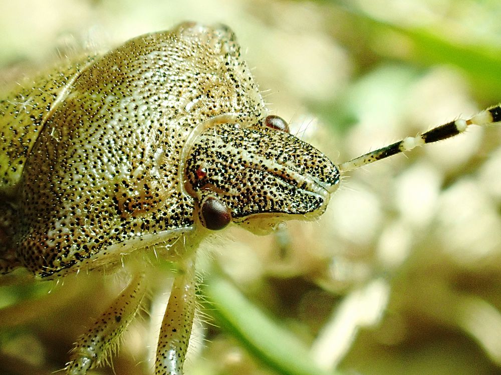 Die Kleine Stinkwanze Foto & Bild | fotos, makro, natur Bilder auf ...