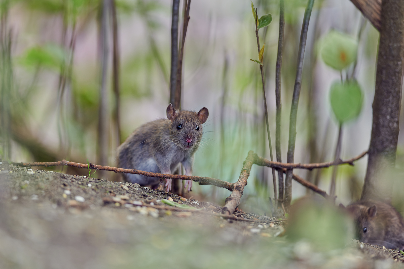 Die kleine Wanderrate Foto & Bild | tiere, wildlife, wildlife in der ...