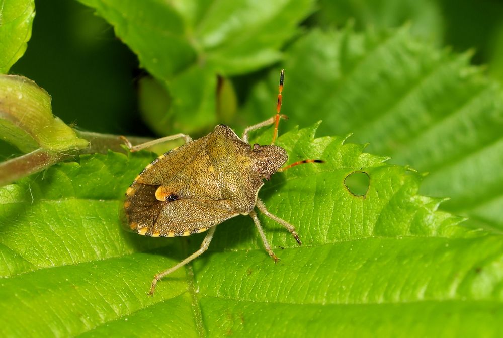 Die kleine Wanze... Foto & Bild | tiere, wildlife, insekten Bilder auf ...