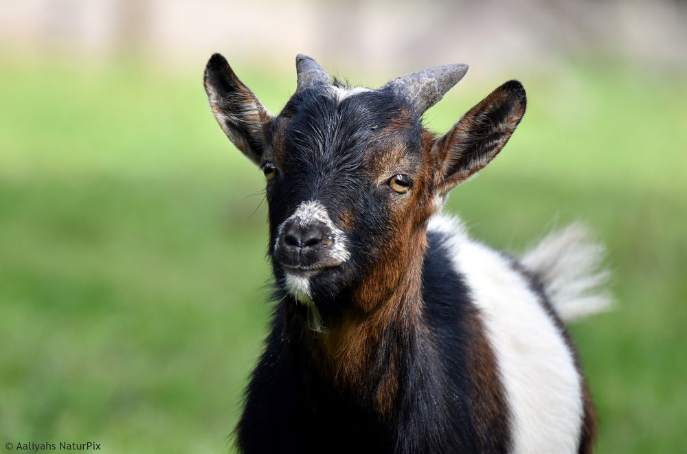 Die kleine Ziege Aramis Foto & Bild | tiere, haustiere, tierkinder ...