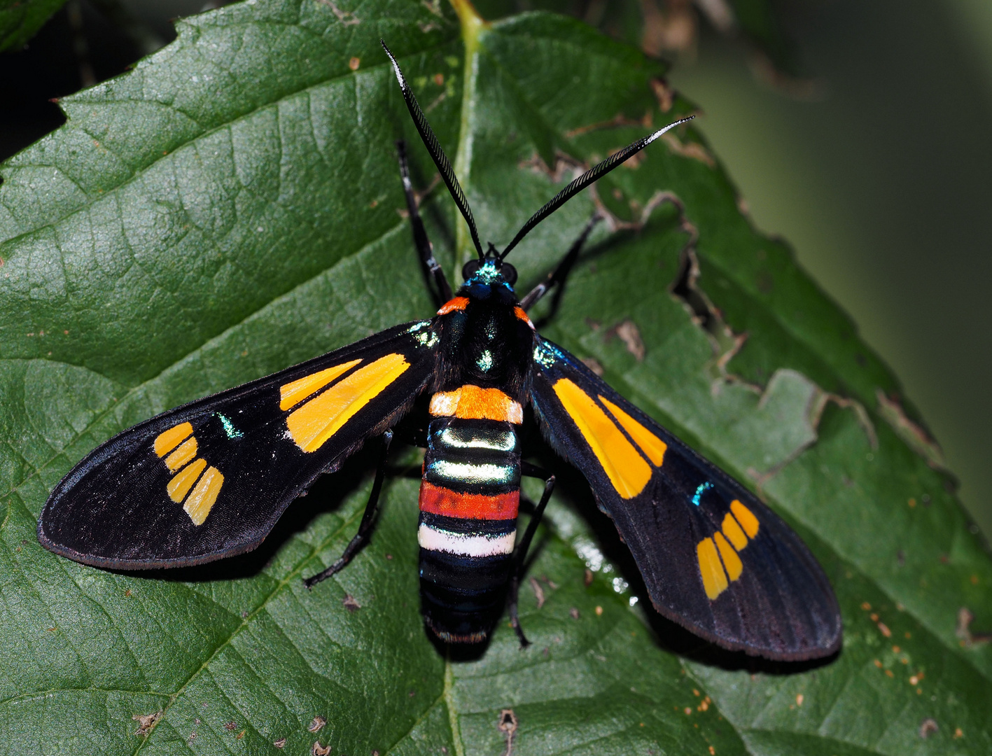 Die kleinen Falter ... Foto & Bild | natur, schmetterling, tier Bilder ...