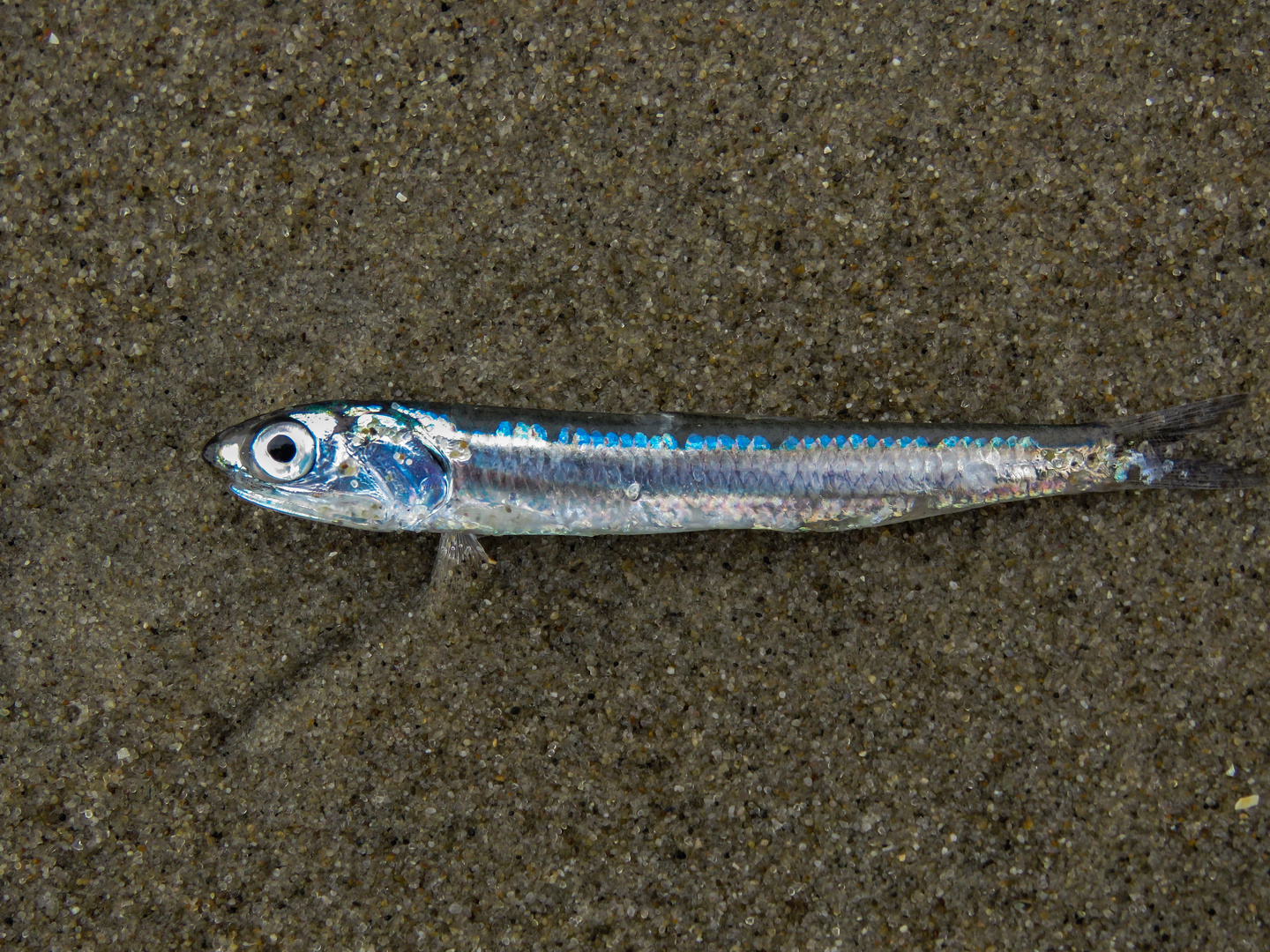 Die kleinen Fische.... Foto & Bild | europe, benelux, landschaft Bilder ...