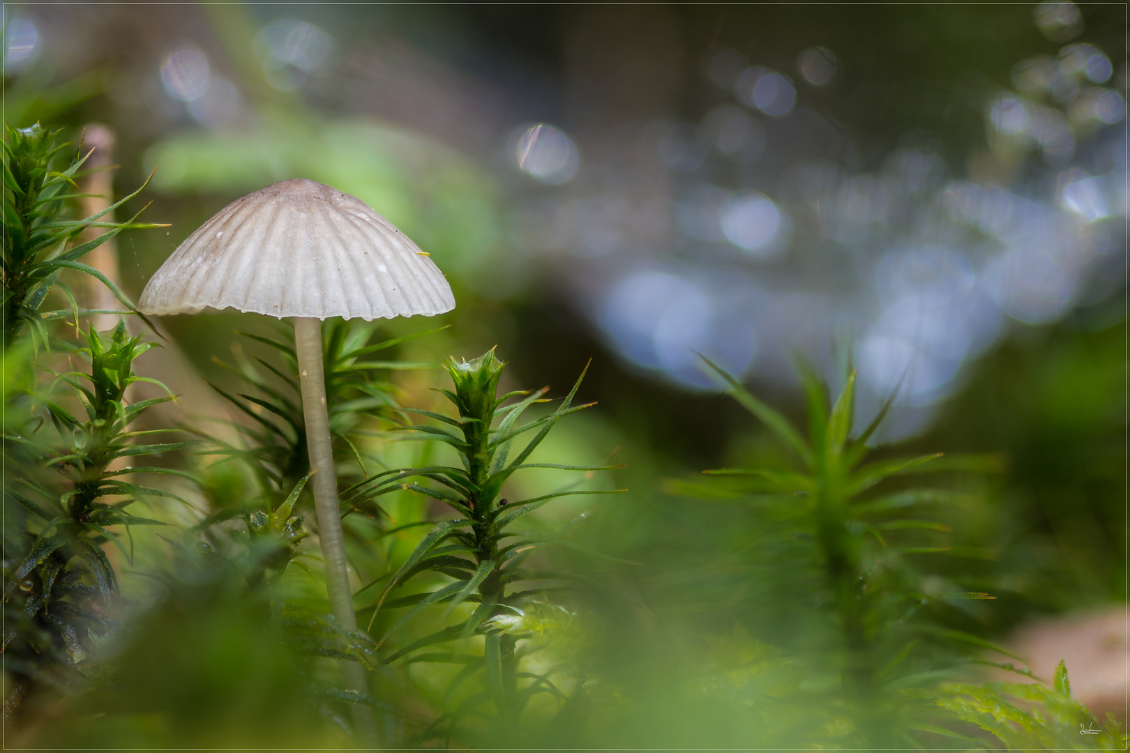 Die kleinen trauen sich schon :-) Foto & Bild | pflanzen, pilze ...