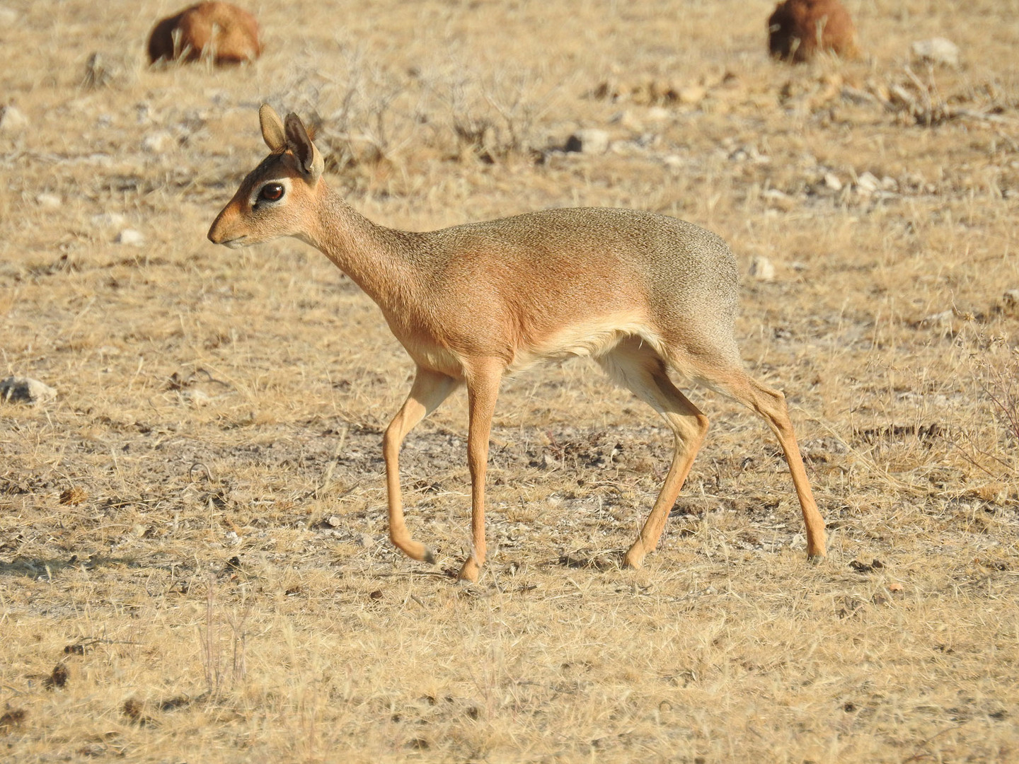 Die kleinste Antilope Afrikas das Kirkdikdik Foto & Bild | natur ...