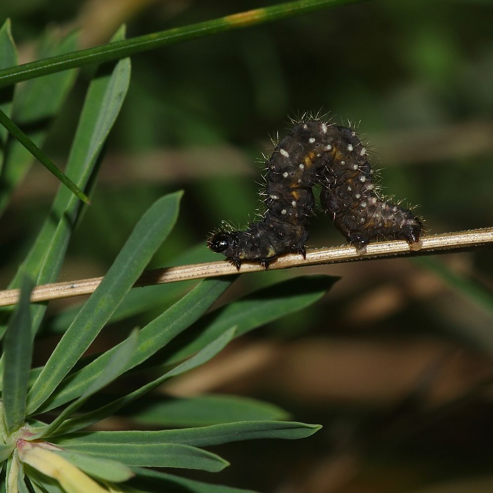 Die kleinste Raupe vom letzten Sonntag! (1) Foto & Bild | oktober ...