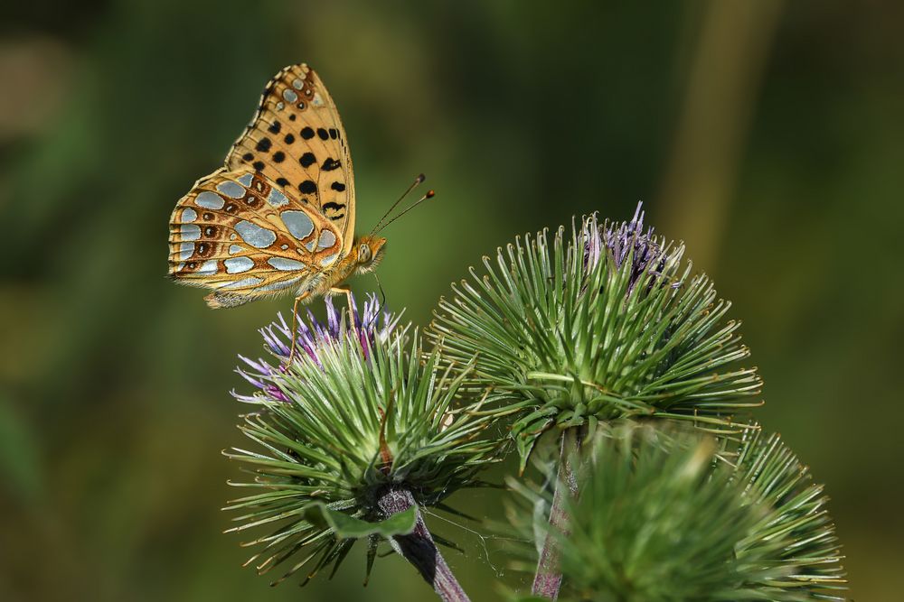 Die Klette Foto & Bild | tiere, wildlife, schmetterlinge Bilder auf ...