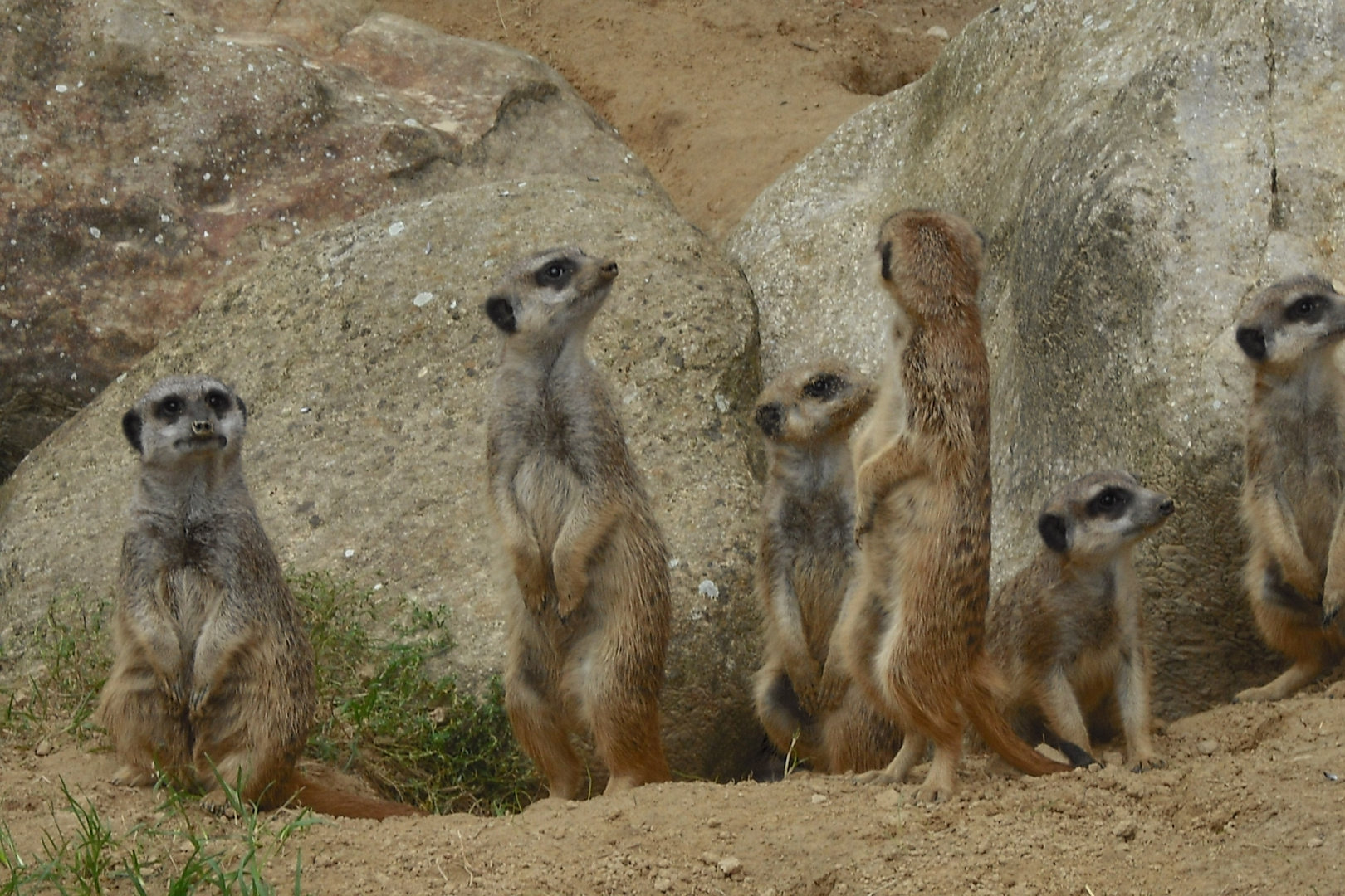 Die Kölner Erdmännchen Foto & Bild | tiere, zoo, wildpark & falknerei ...