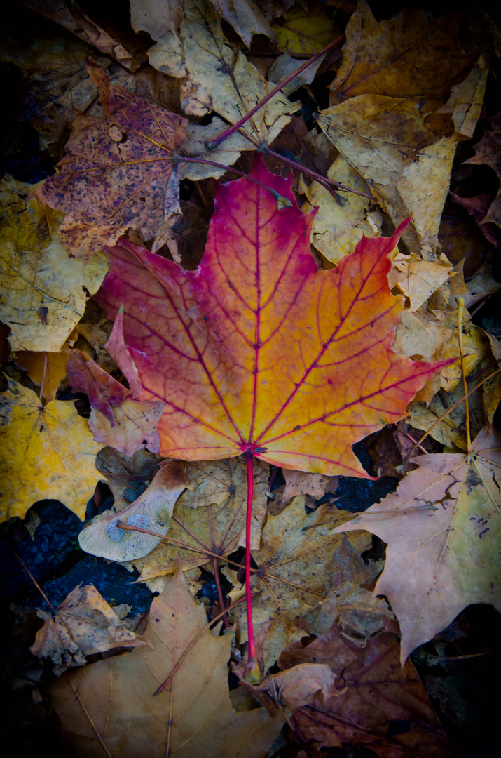 Die Königin der Blätter Foto & Bild | pflanzen, pilze & flechten, bäume ...