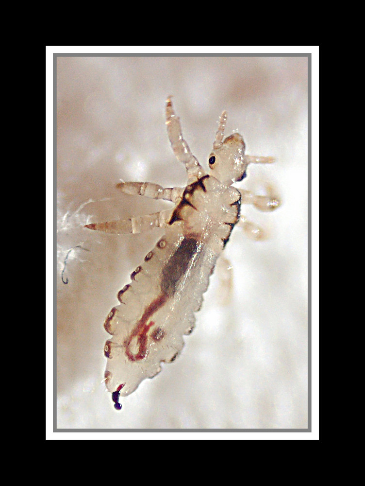 Die Kopflaus Foto & Bild | tiere, wildlife, insekten Bilder auf ...