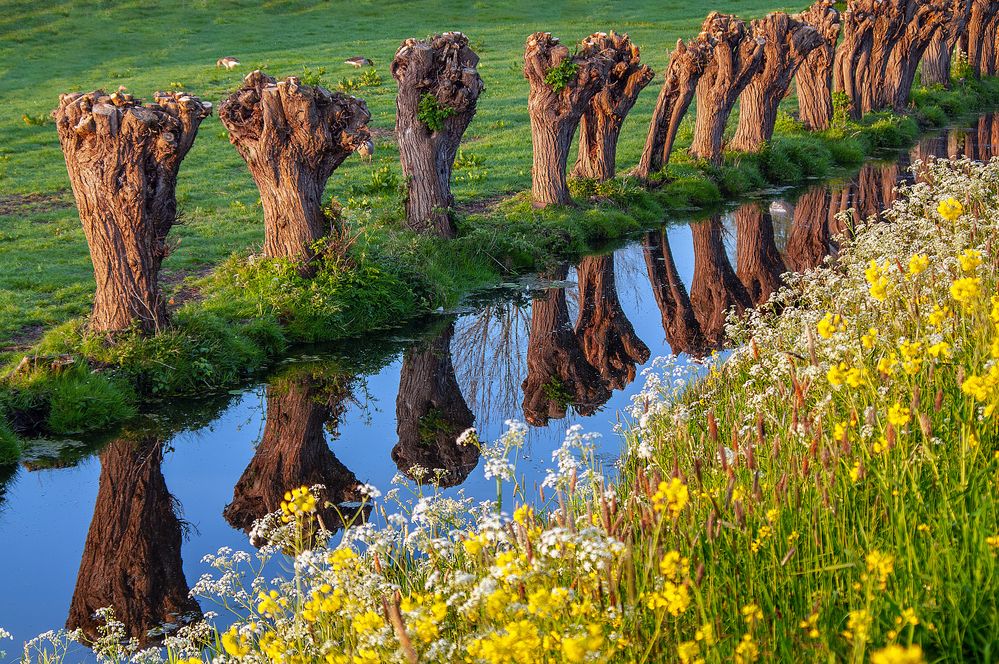 Die Kopfweiden... Foto & Bild | europe, benelux, pflanzen, pilze ...