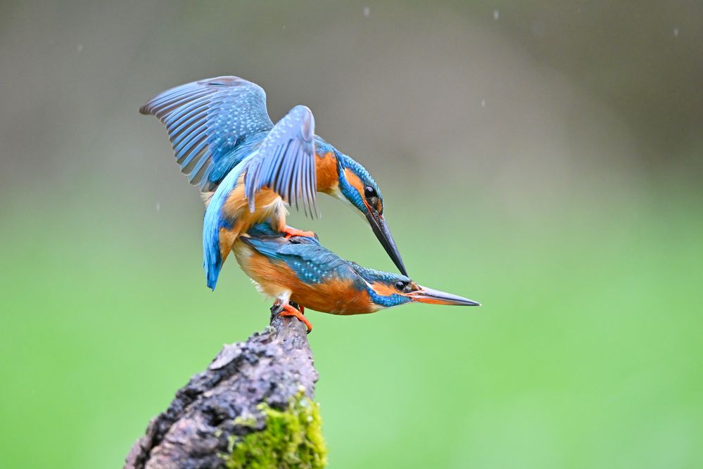 die Kopula Foto & Bild | fotos, natur, tiere Bilder auf fotocommunity