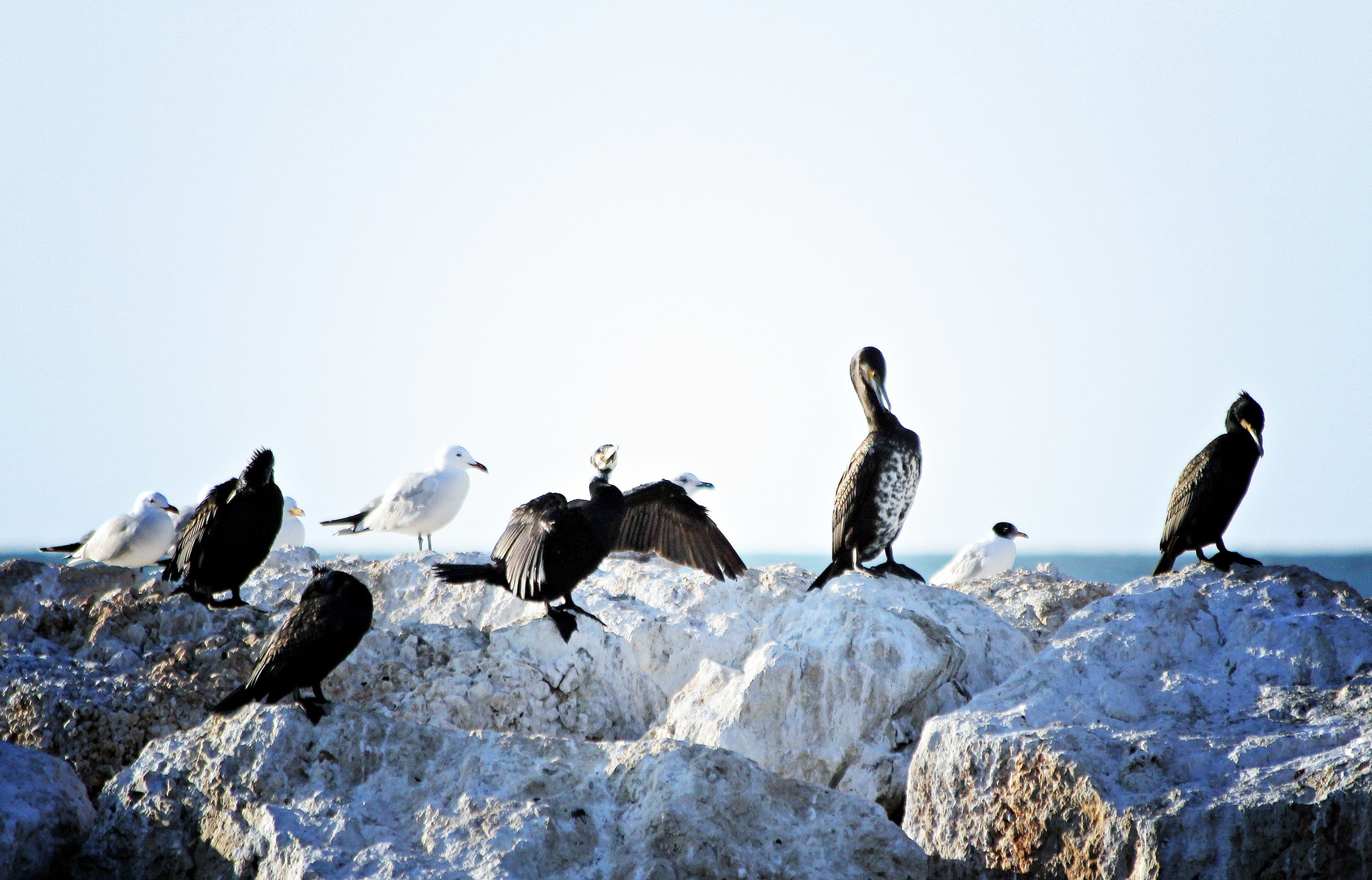 die Kormorane Foto & Bild | blau, meer, spanien Bilder auf fotocommunity