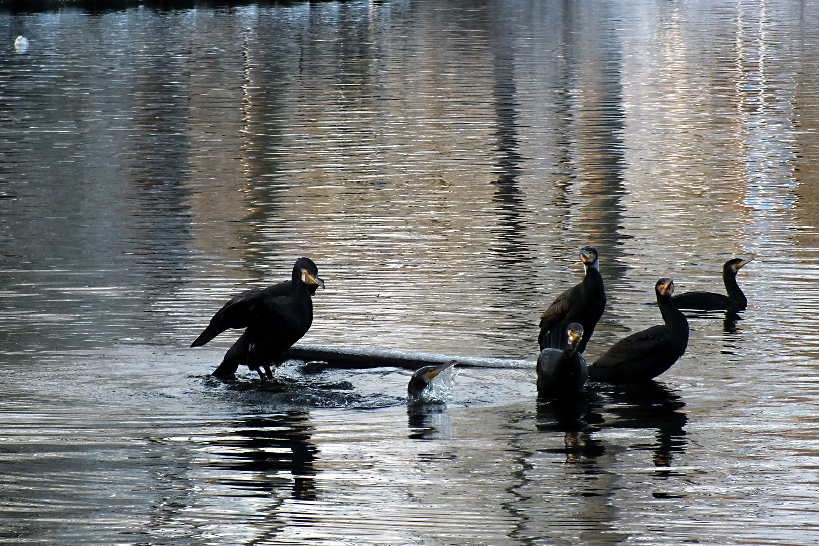 Die Kormorane Foto & Bild | tiere, wildlife, wild lebende vögel Bilder ...