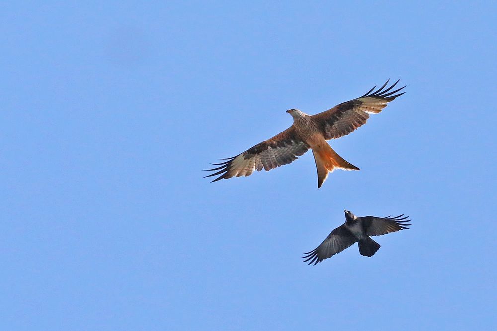 die Krähe jagt den Milan Foto & Bild | vögel, natur, vogel Bilder auf ...
