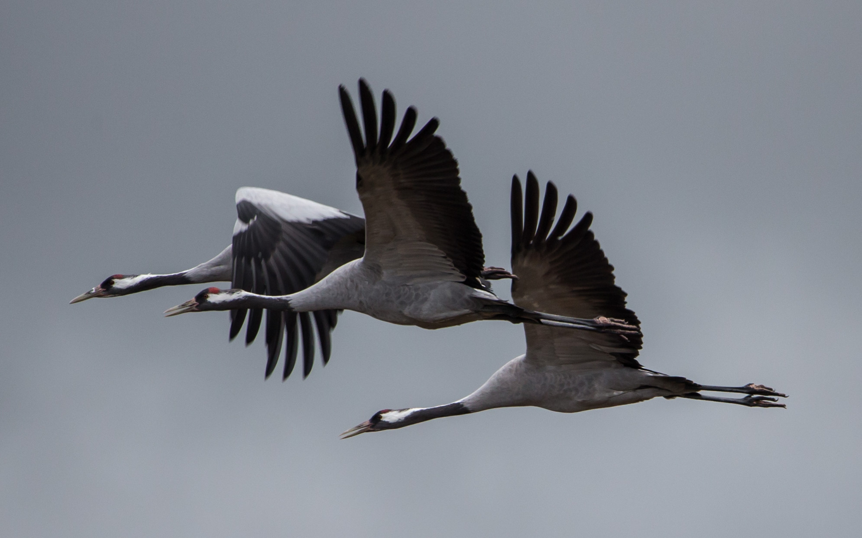 Die Kraniche... Foto & Bild | tiere, wildlife, wild lebende vögel ...