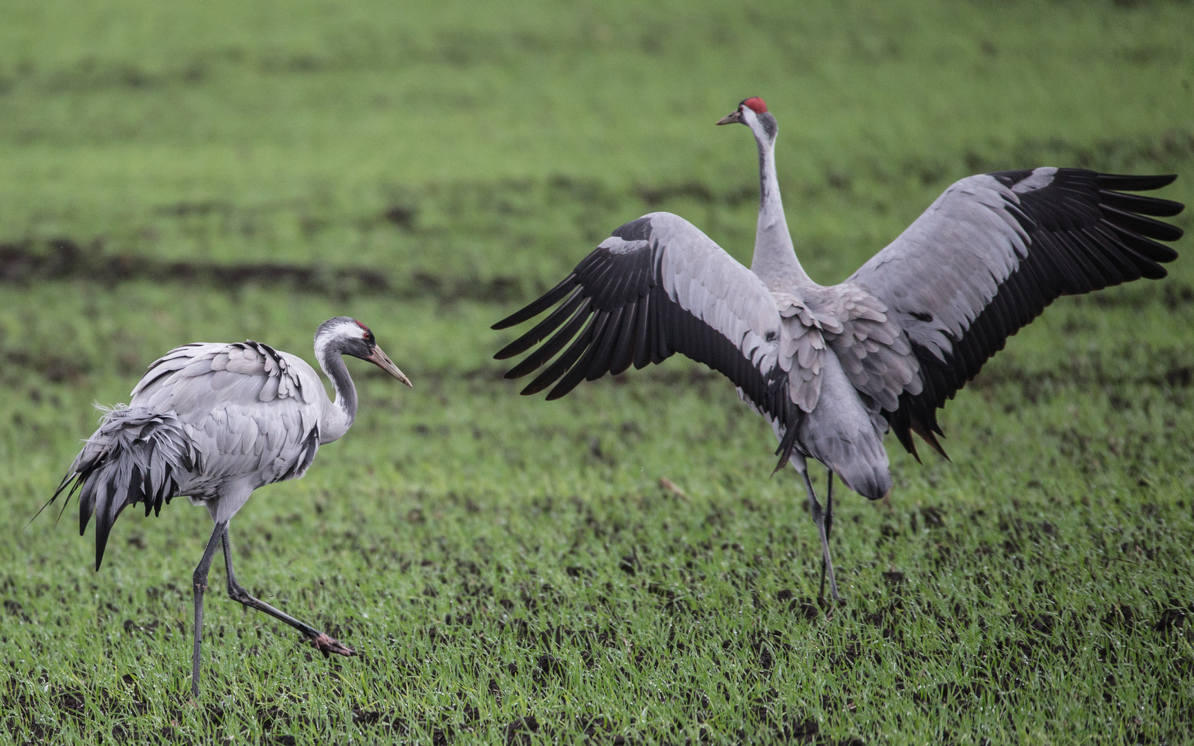 Die Kraniche... Foto & Bild | tiere, wildlife, wild lebende vögel ...