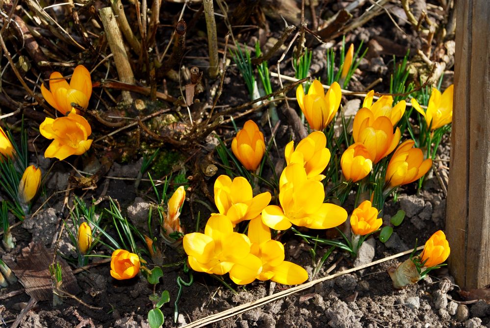 Die Krokus. Foto & Bild | jahreszeiten, frühling, natur Bilder auf ...