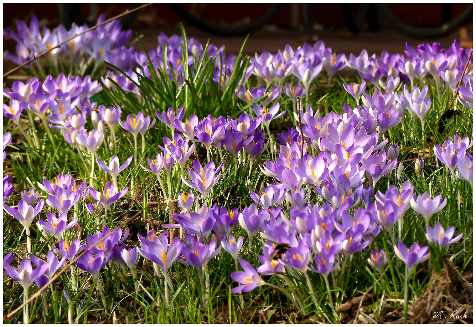 Die Krokusse sind aufgegangen , Foto & Bild | natur-kreativ, winter ...