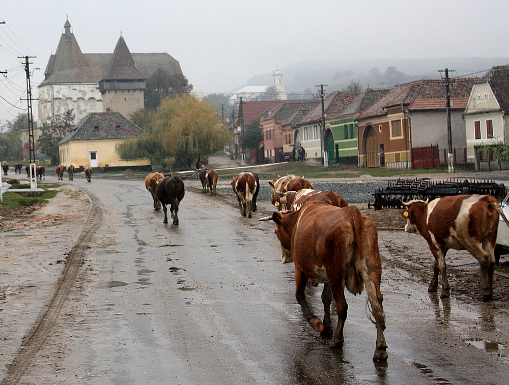 Die Kühe haben Vorfahrt in Boian Foto & Bild | europe, balkans, romania ...