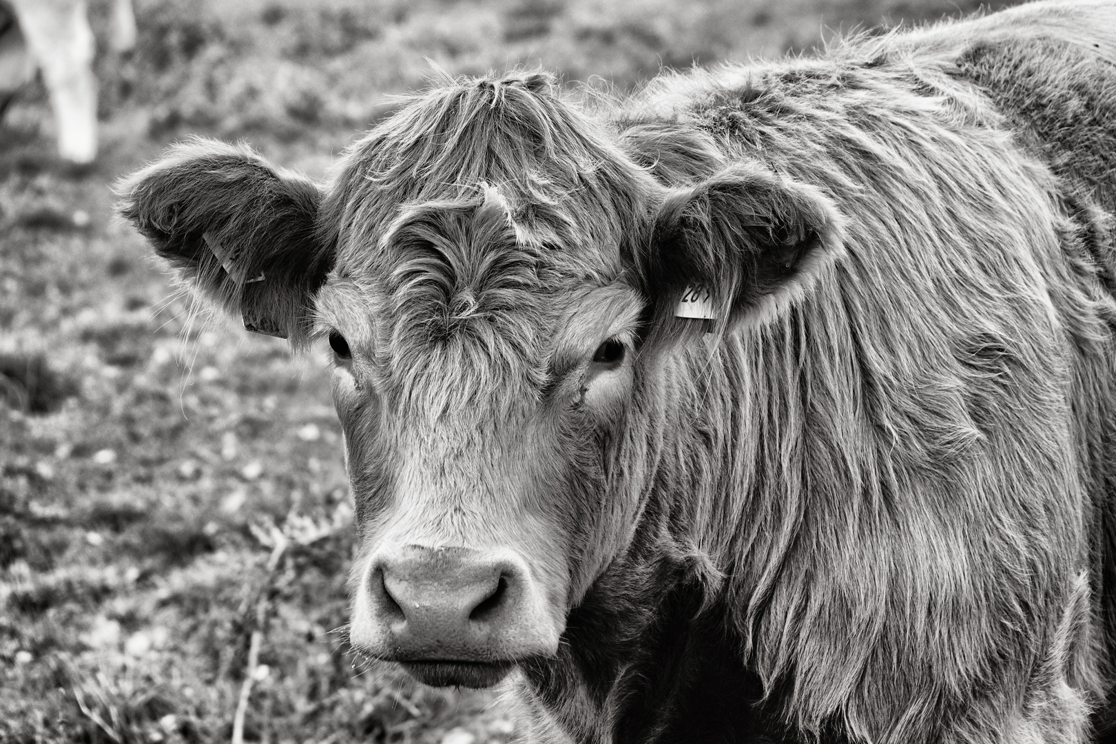 Die Kuh Foto & Bild | tiere, landschaft, lebensräume Bilder auf ...